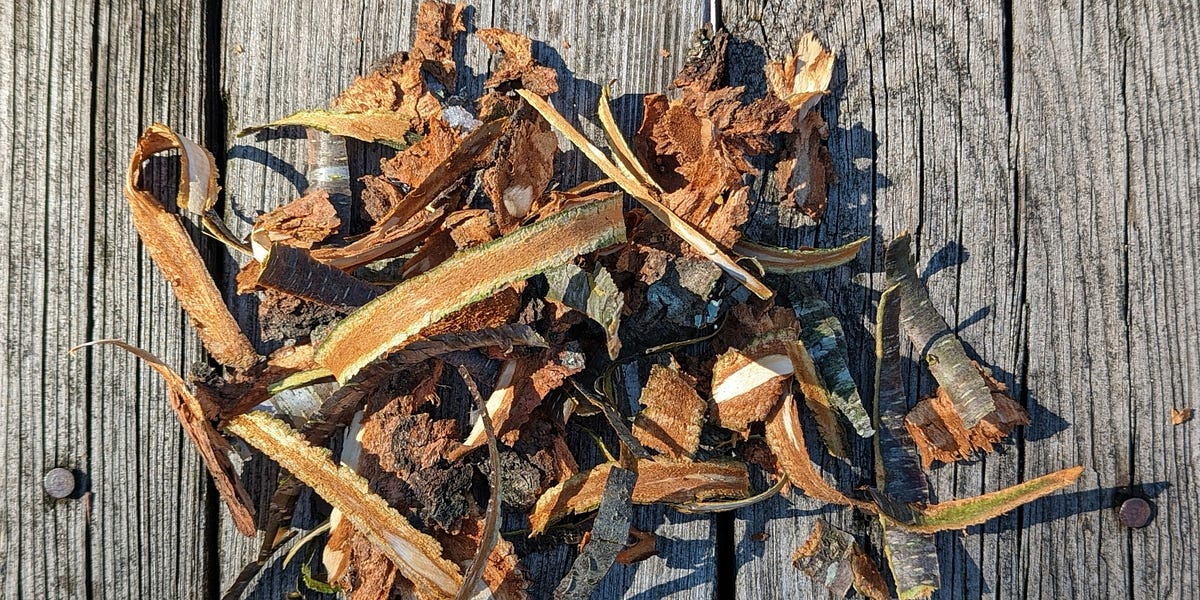 black cherry bark uses