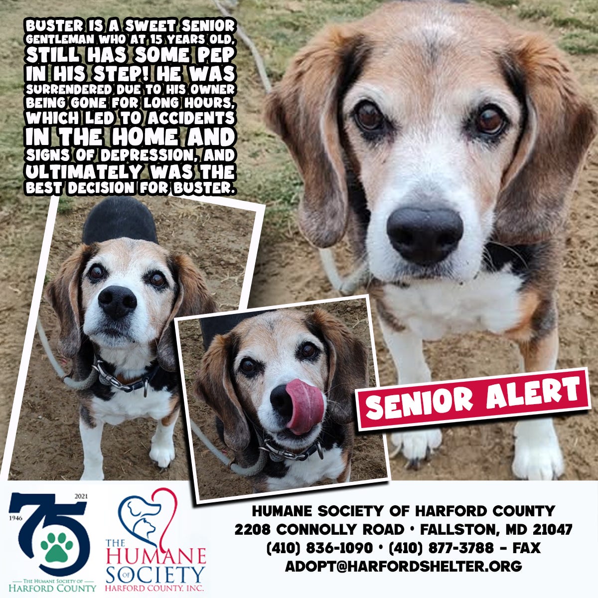 Meet Buster - A Senior Beagle Seeking Rescue Placement (HSHC, Fallston, MD)