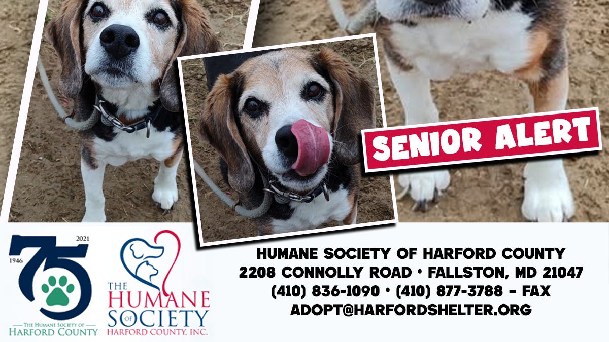 Meet Buster - A Senior Beagle Seeking Rescue Placement (HSHC, Fallston, MD)