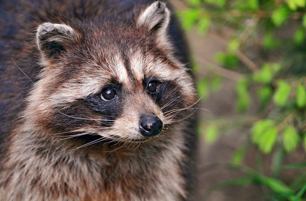 racoon post