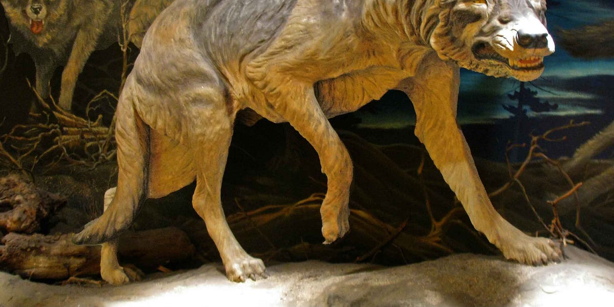 Dire wolves are just the beginning - John Hawks