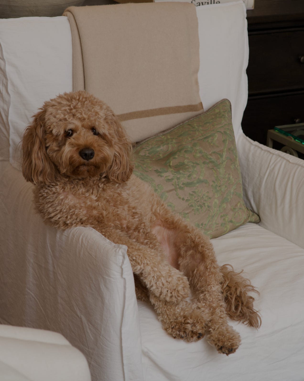Rich Dogs - by Jess Graves - THE LOVE LIST