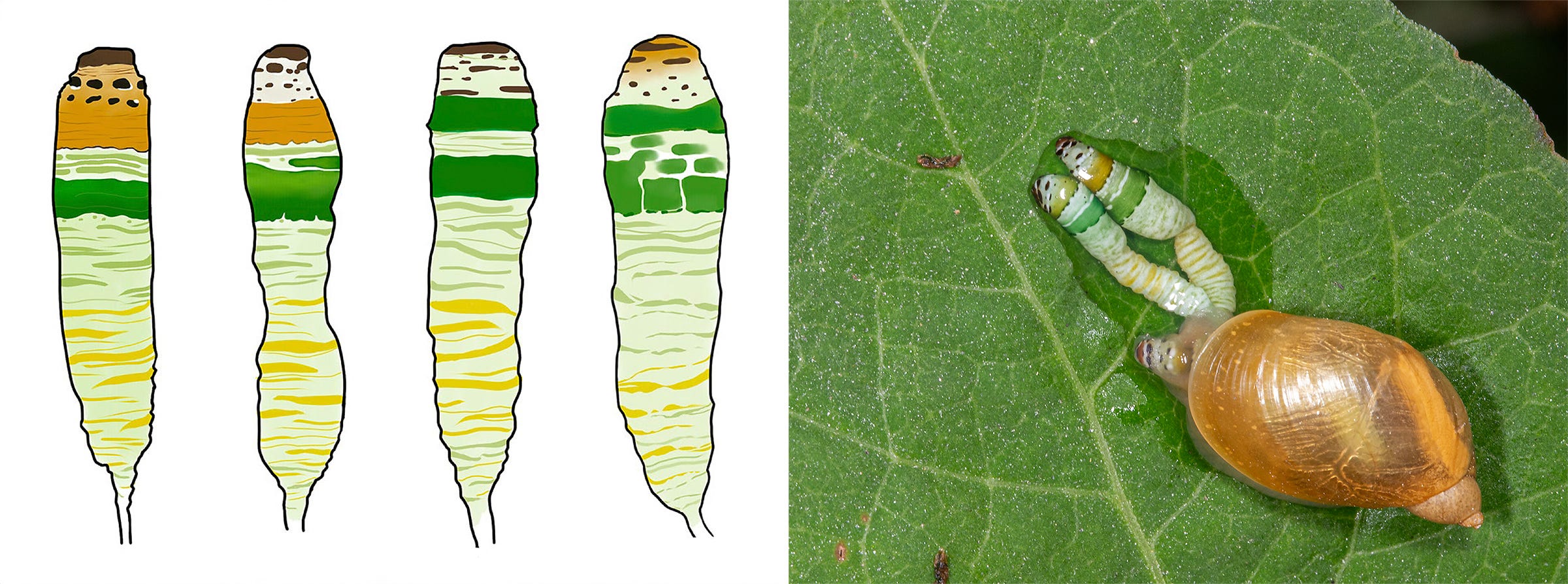 A Parasite, Clickbait and Honesty - by Bryan Pfeiffer