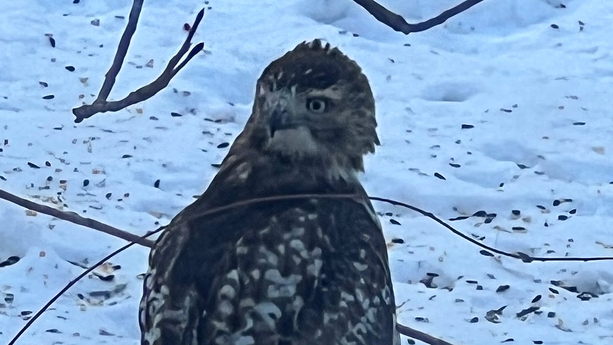 Comments - $547.25!!! - by E. Jean Carroll - Ask E. Jean