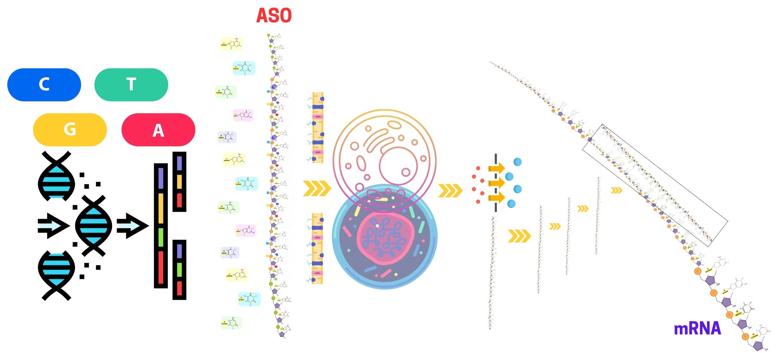 Antisense Oligonucleotides - Target Identification and Validation in ...