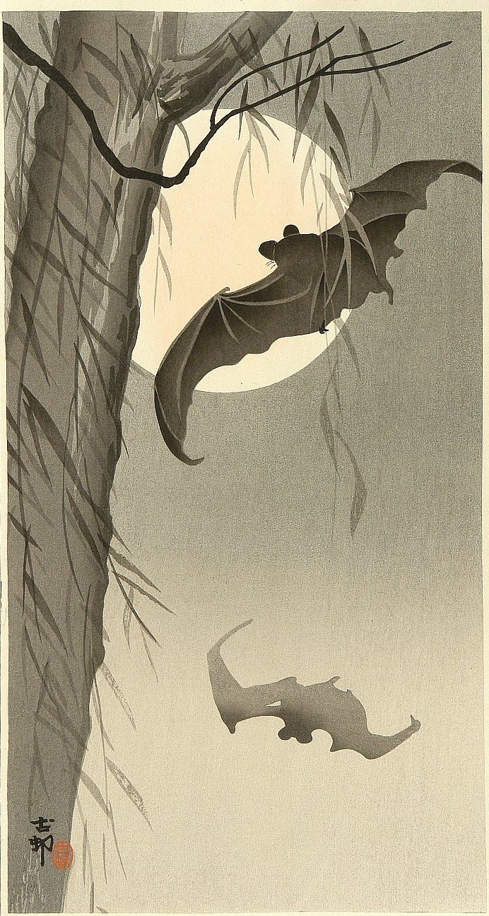 Fruit Bat In Japanese