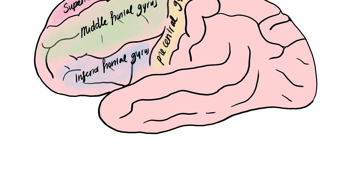 Inside the Brain's Wrinkles: A Guide to he Gyri, Sulci and What Happens ...