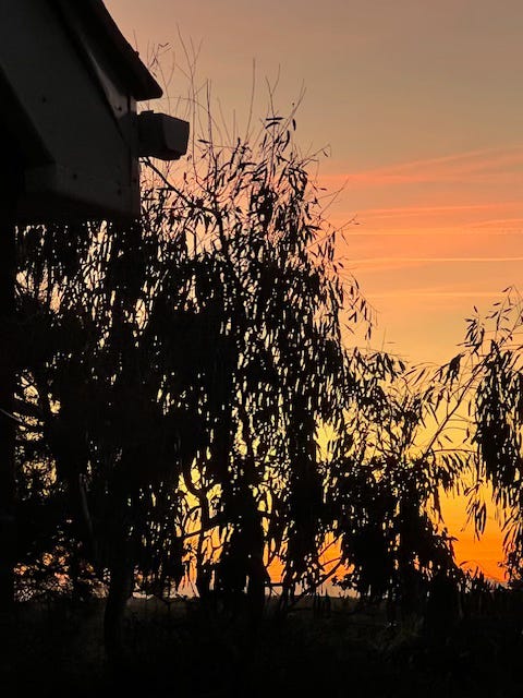 good evening shenanigans