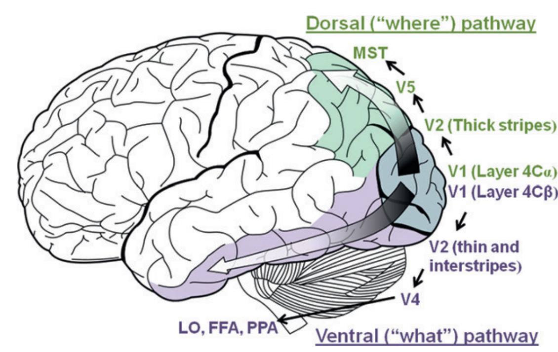 A Journey through Neuroanatomy: The Occipital Lobe
