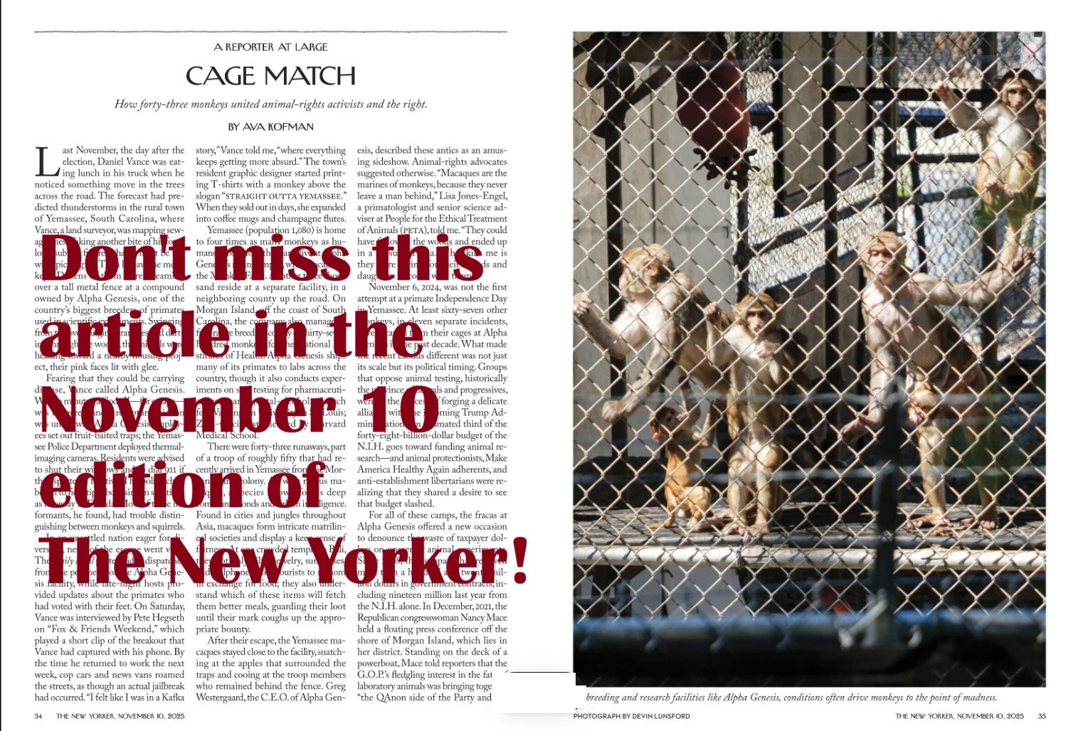 Cage Match: Escaped Monkeys put Primate Testing in the Spotlight