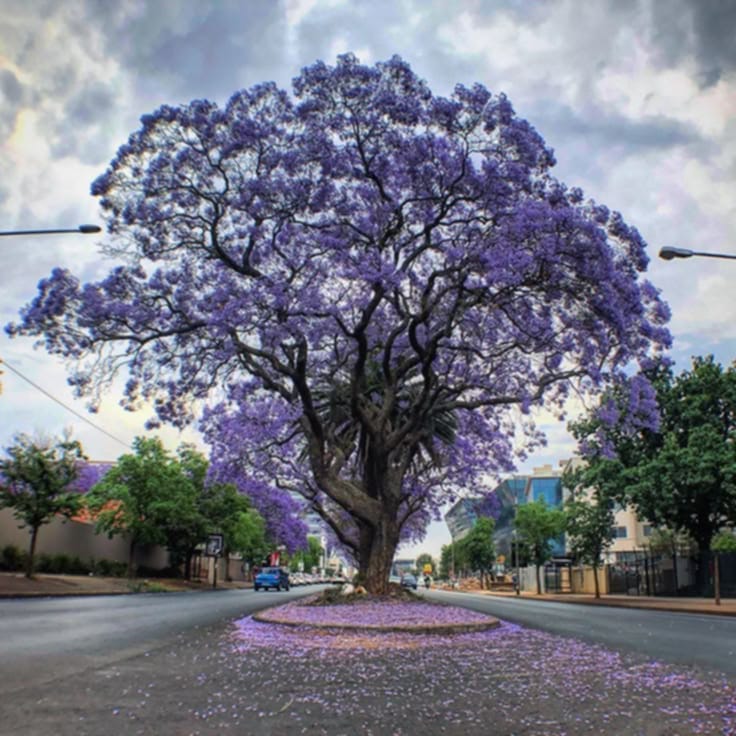 THE MAGICAL JACARANDA TREE - SHAMAGIKA SPEAKS