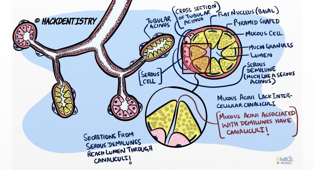 Salivary gland: Secretory cells and ducts (Note & Video