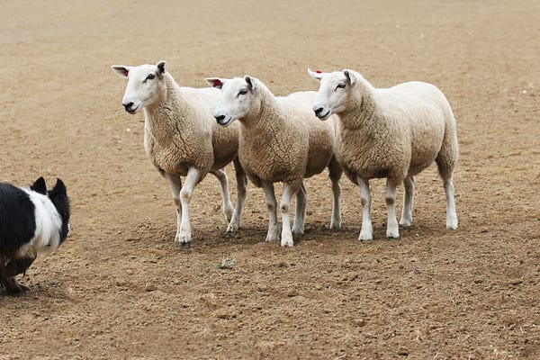 Jack Donovan | Substack