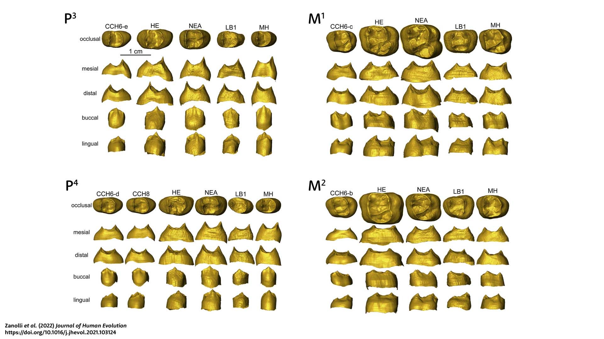 New insights into the biology of Homo luzonensis