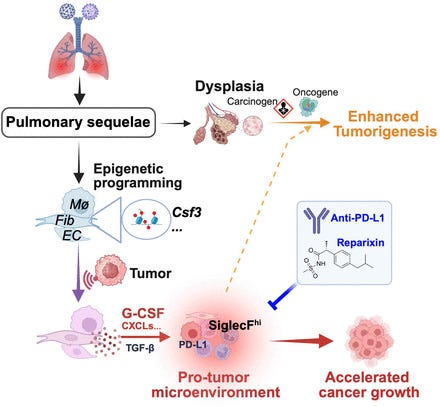 COVID Reinfections and Cancer: Respiratory Infections Prime Accelerated ...