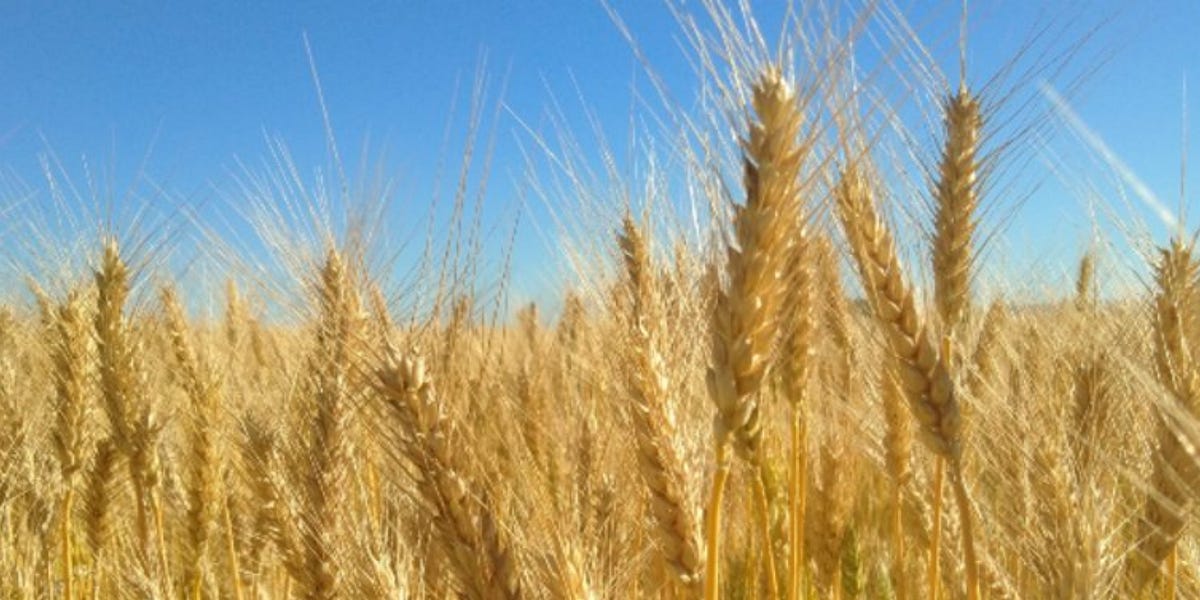 Brazil AgTech Report: Wheat Wave, Dairy Data, Credit Climb, Clean Crypto