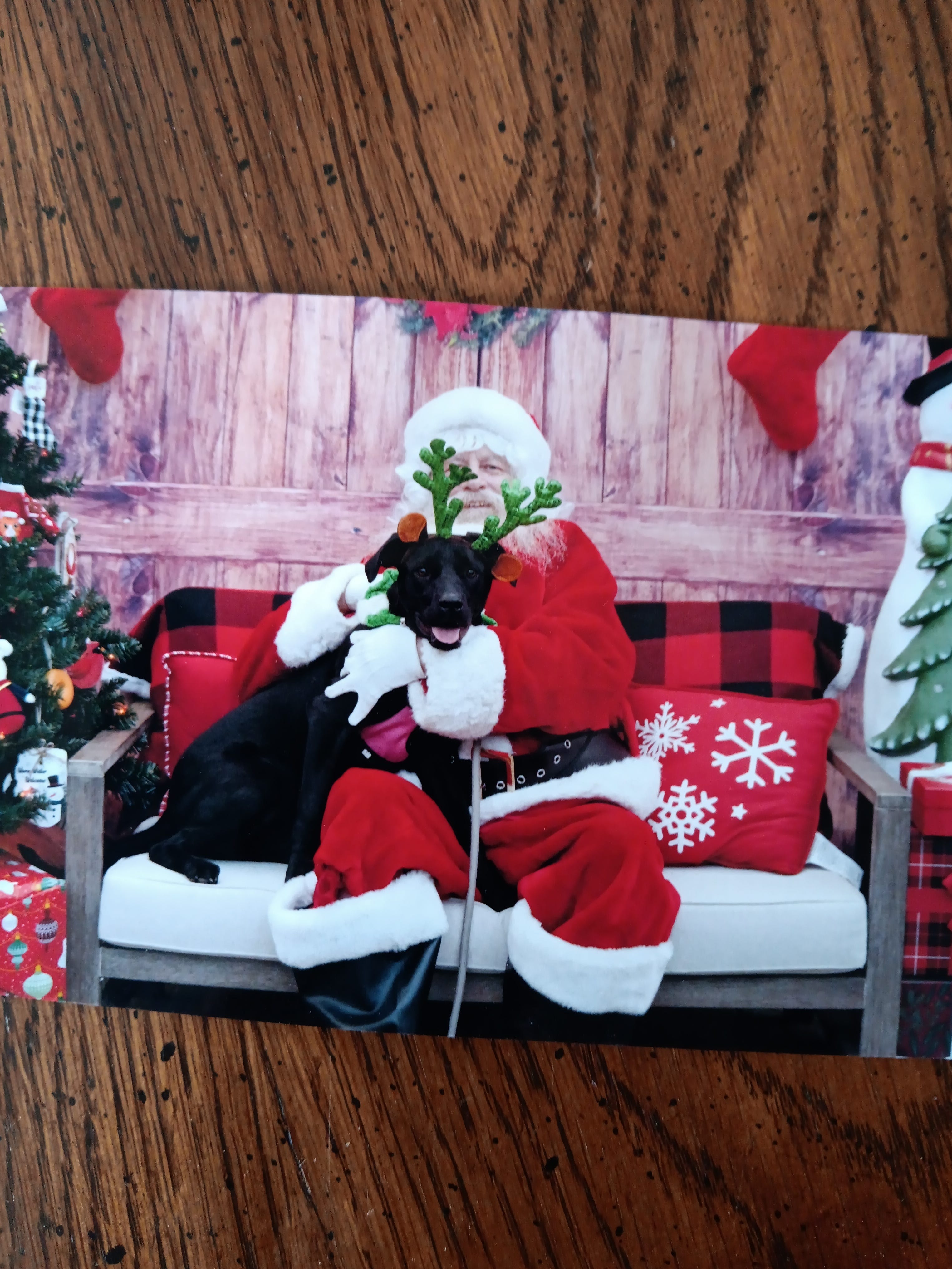 Contrarian Pets of the Week, Holiday Edition