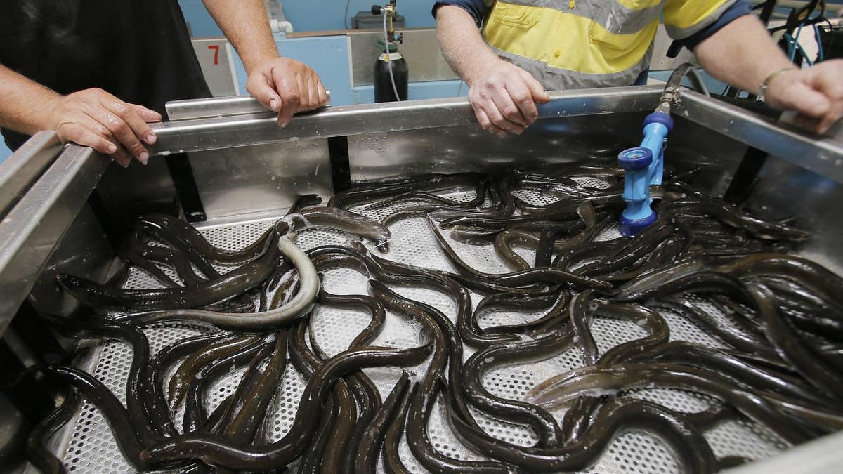 The Mysterious Life of Eels: Nature's Longest Running Cold Case