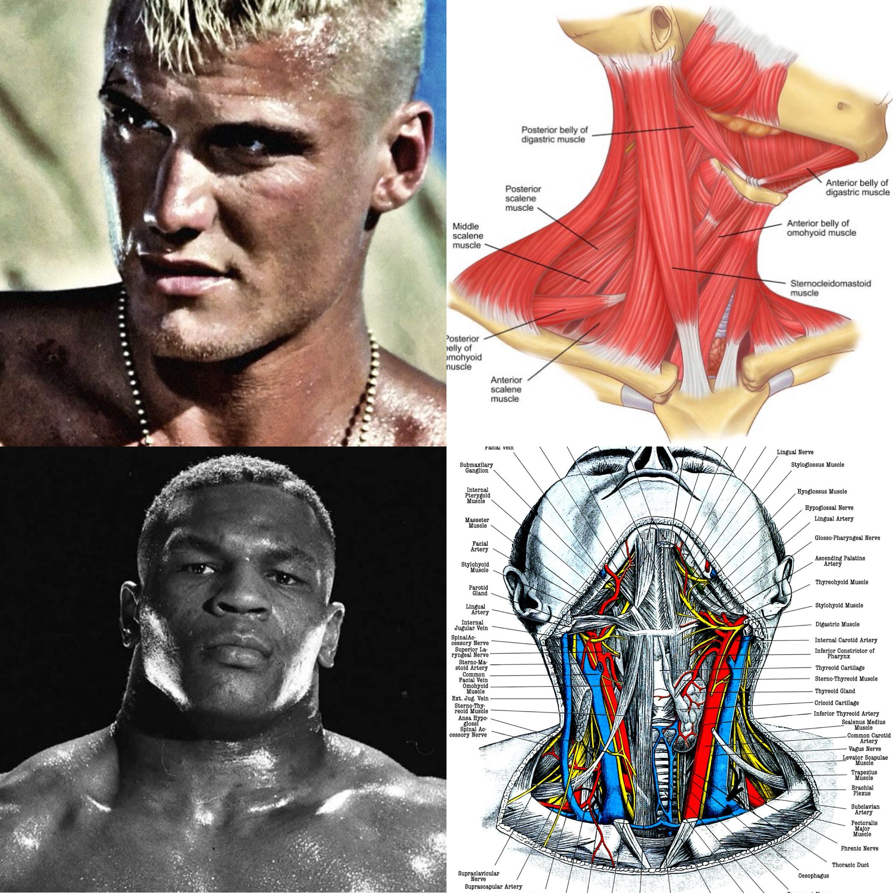 The Neck: Your Hidden Superpower for Dominance, Attraction, and a ...