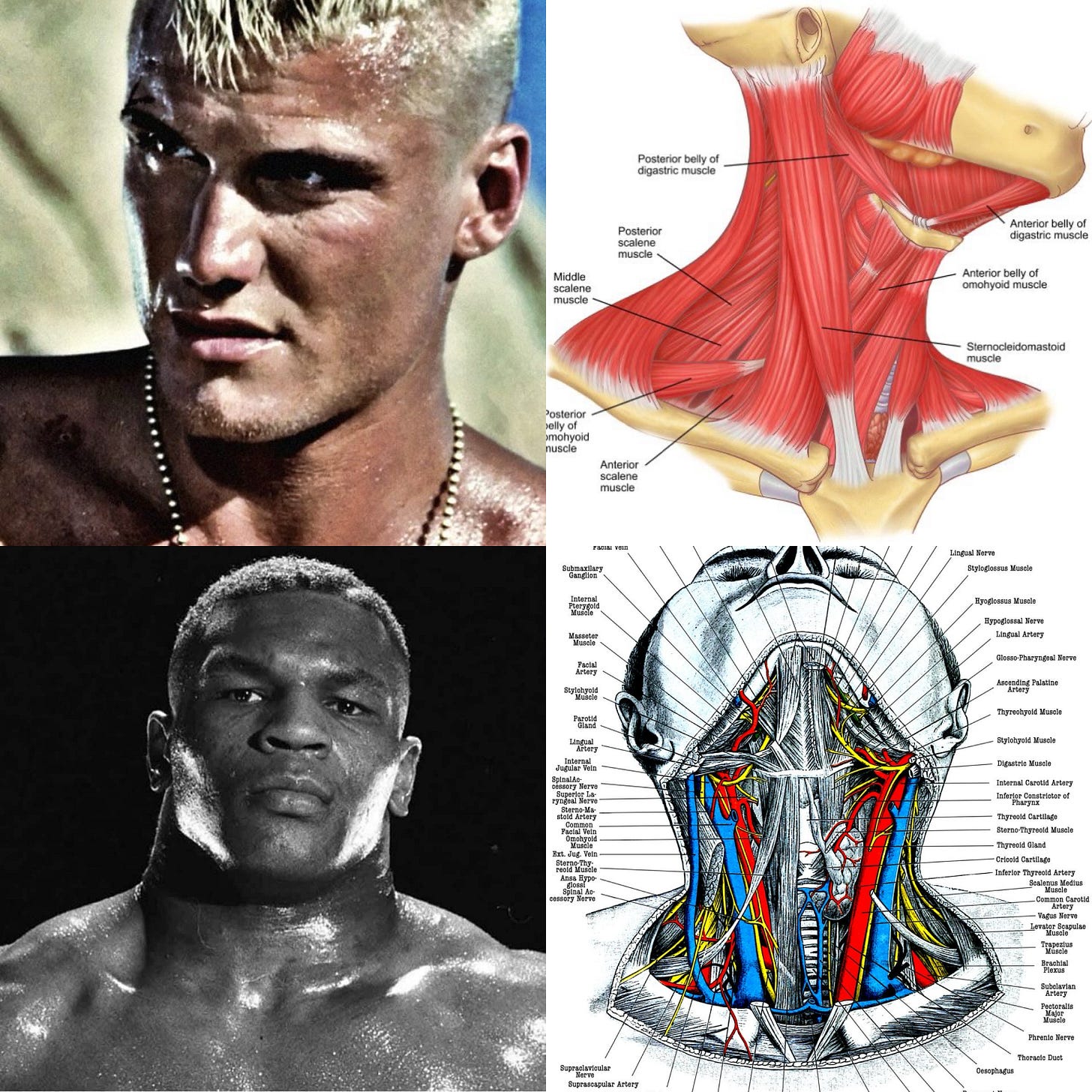 The Neck: Your Hidden Superpower for Dominance, Attraction, and a ...