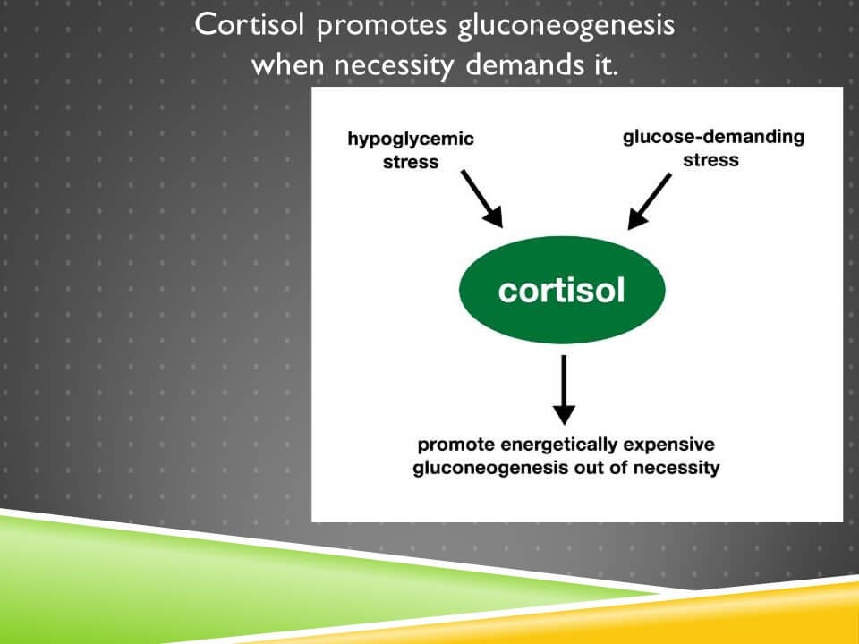 31. Gluconeogenesis as a Stress Response: Regulation by Cortisol