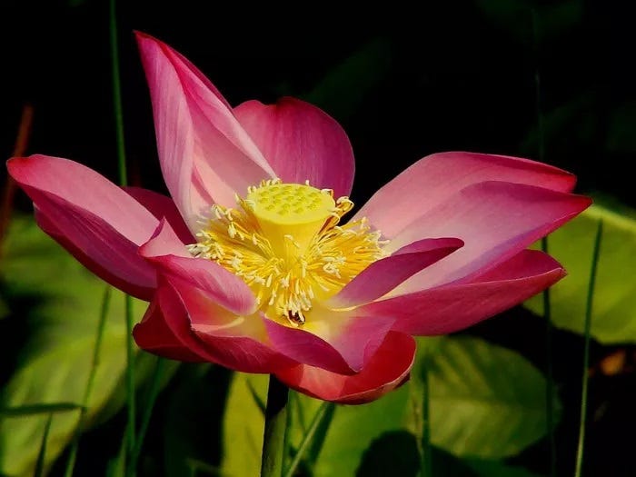 Lotus Symbolism Reflects Spiritual Awakening and Insight
