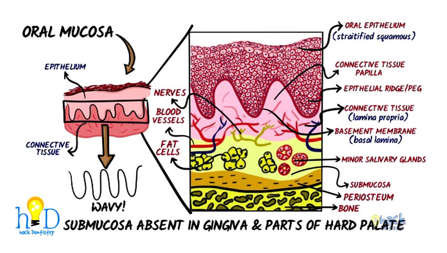 What Is The Function Of The Mucosa Tissue Layer In The Body ...