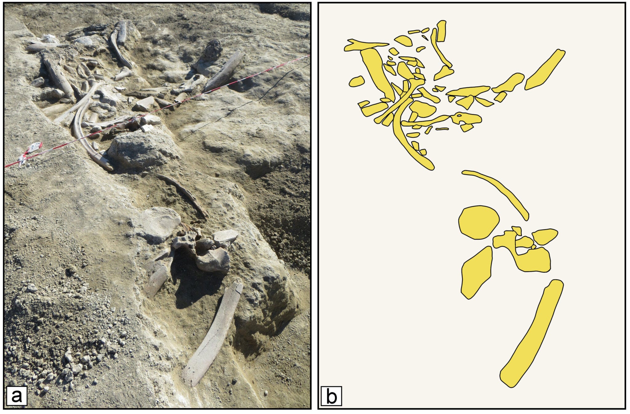 When Giants Walked the Tiber: How Early Humans and Elephants Coexisted ...