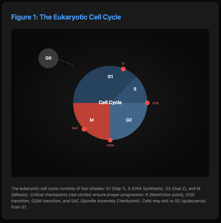 Introduction to Cell Cycle Progression - Billy Richards