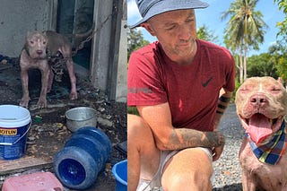 Happy Doggo | Niall Harbison | Substack