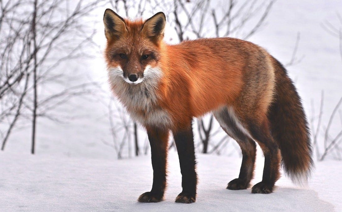 Fox Symbolism & Meaning: Spirit, Totem