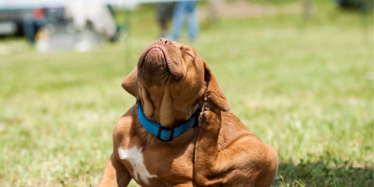 Why Flea Infestations can Be Deadly for Stray Dogs