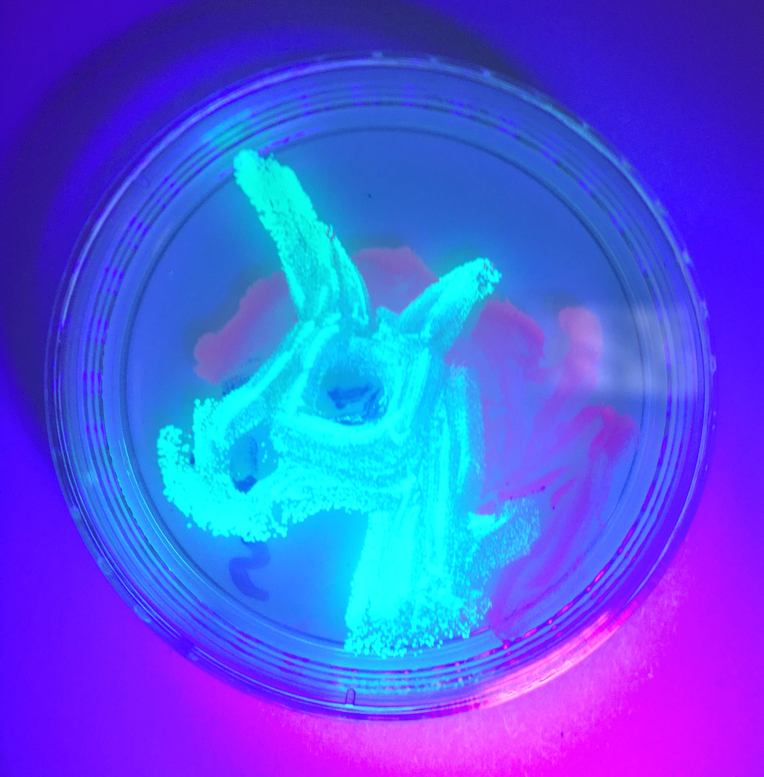 From Eww to Ohhh! An Agar Art Competition that Elevates Microbes
