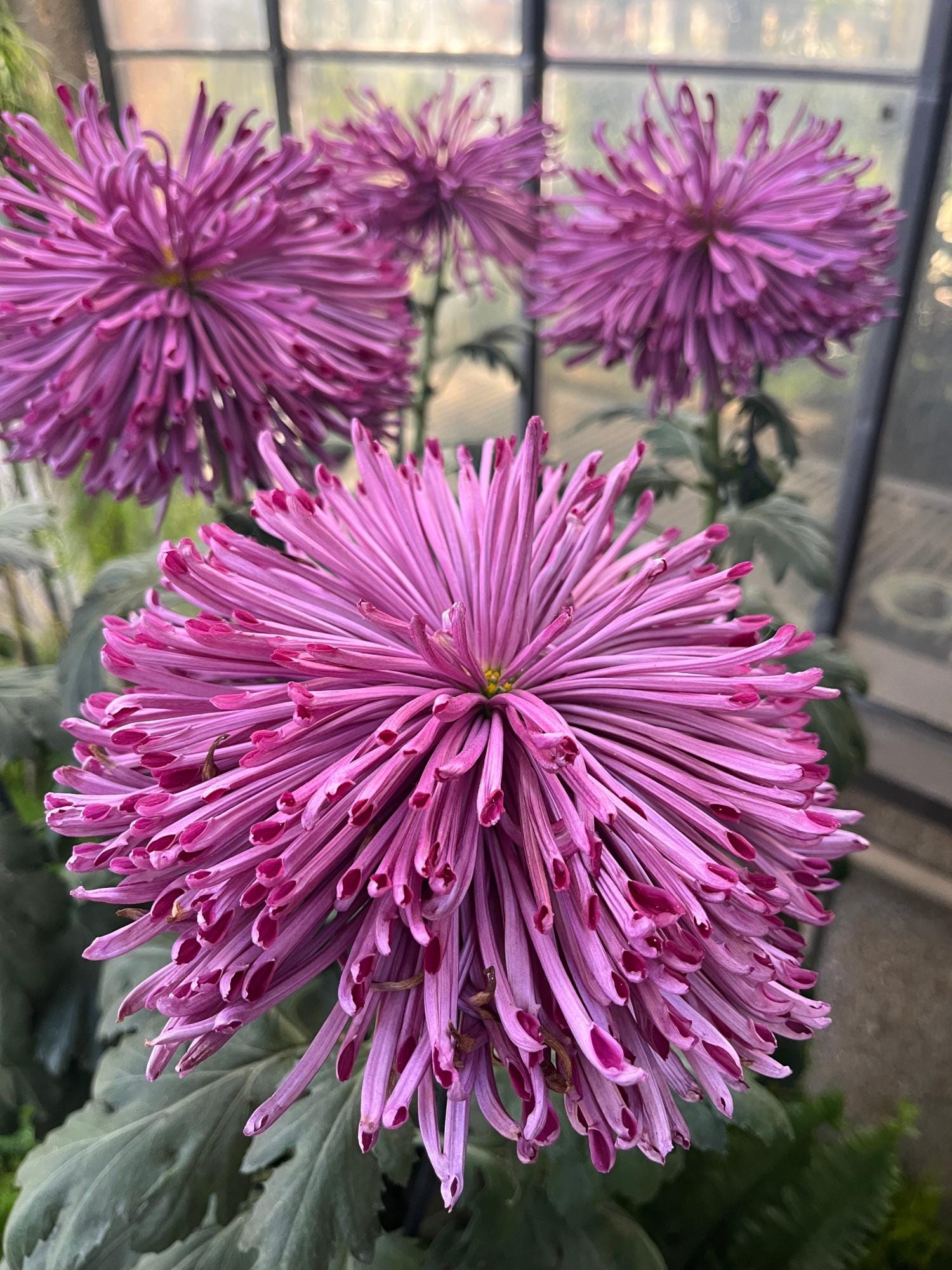 Mum Magic at Longwood Gardens - by Ellen Frost - FlowerNerd