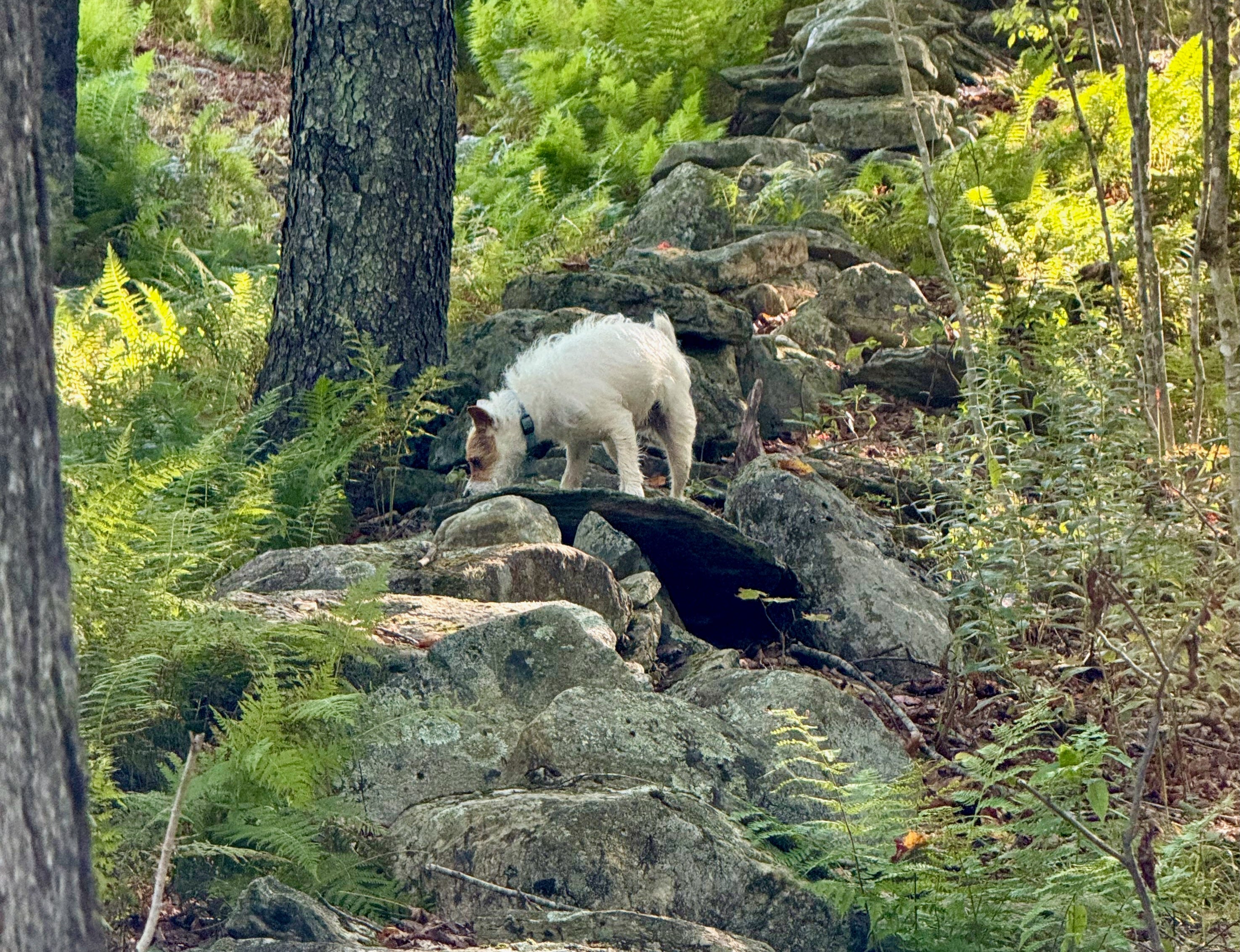 Hello, Goodbyes - by Susan Phillips - Susan’s Substack