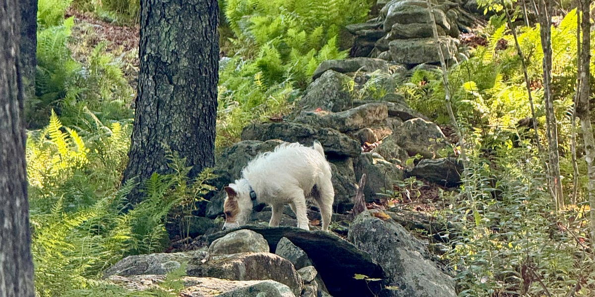 Hello, Goodbyes - by Susan Phillips - Susan’s Substack