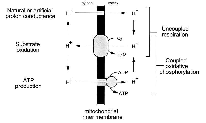 DNP: The Most Misunderstood Molecule in Health and Longevity