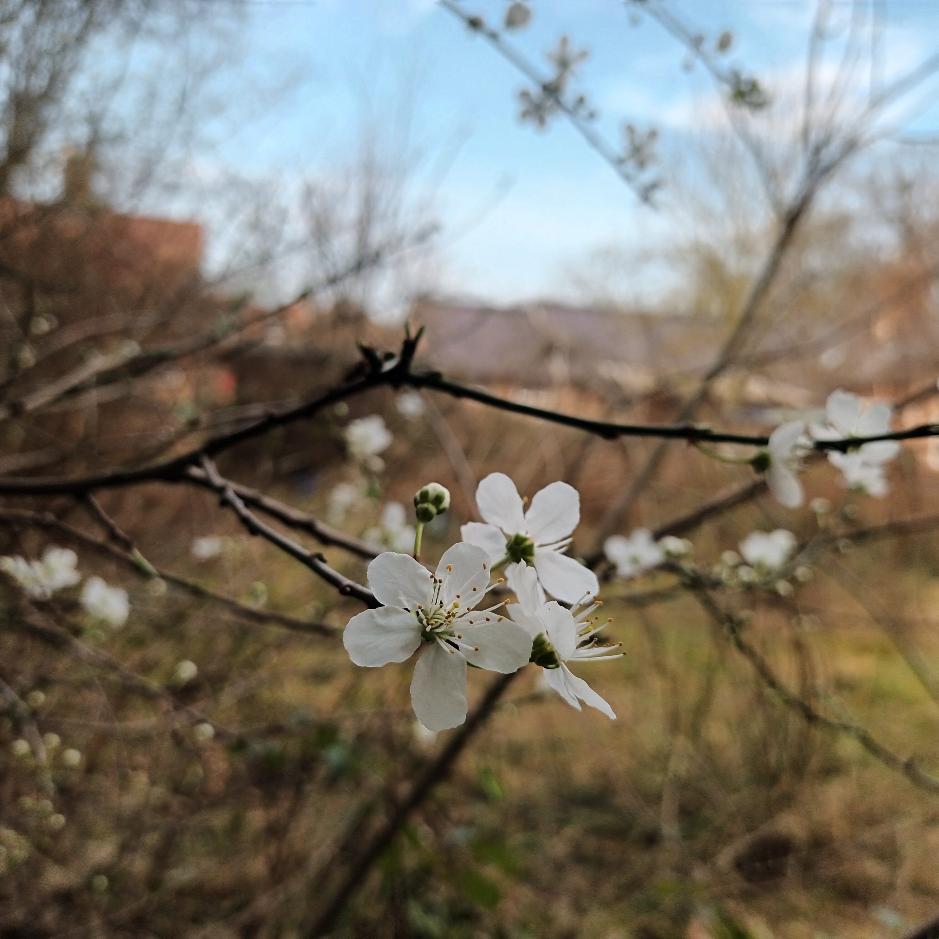 A Winter Garden - by Lucy Writes History