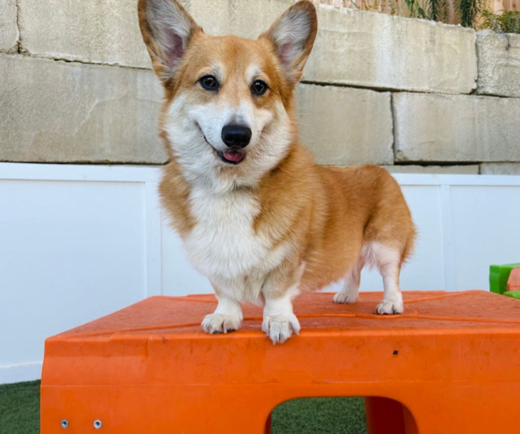 A Love Letter (and a Warning) About Corgis