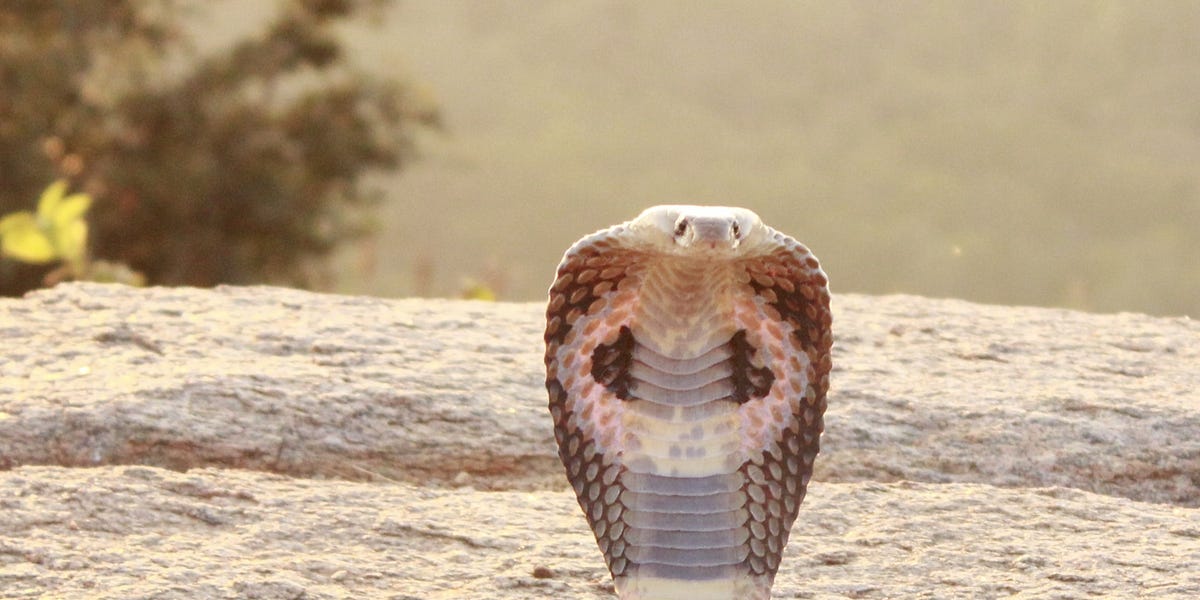 The Cobra Effect: Why Good Intentions Don't Solve Problems