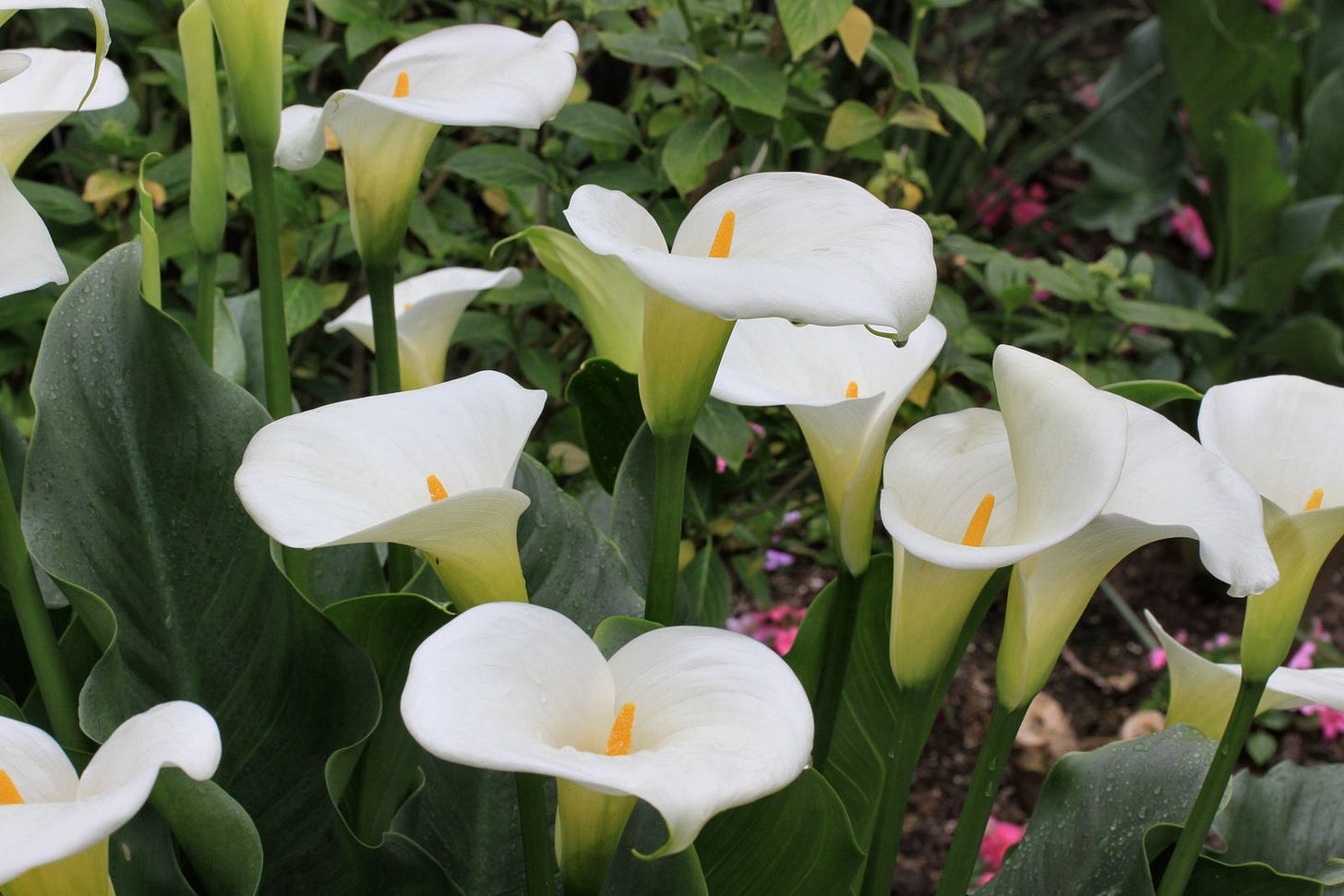 How Does Calla Lily Symbolism Reflect Clarity of Mind?