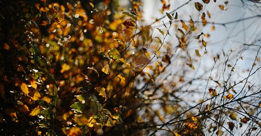 Practising Simplicity | Jodi Wilson | Substack