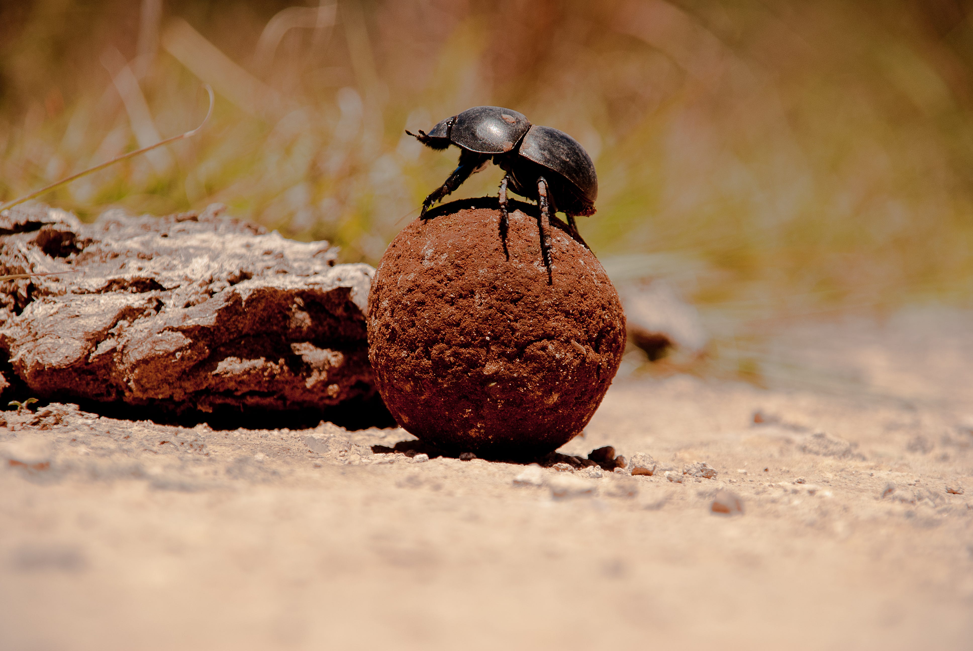 Dung Beetles use the Milky Way to navigate - by Tree Hugger