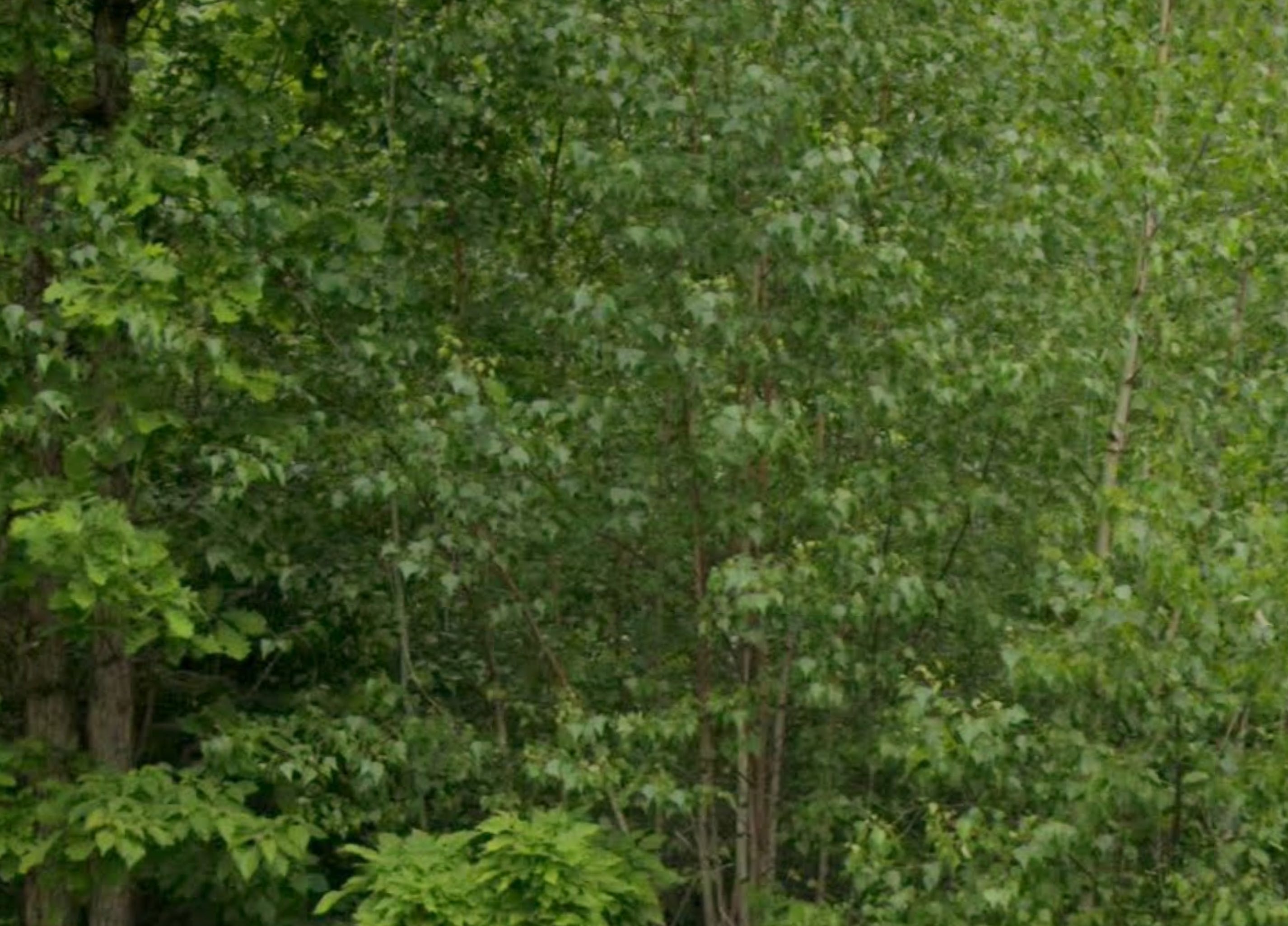 Indiana Native Tree of the Week: Gray Birch (Betula populifolia)
