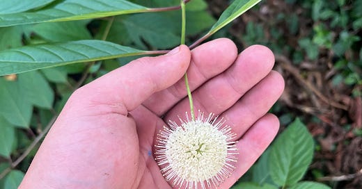 What Is Homegrown National Park? - Backyard Berry Substack