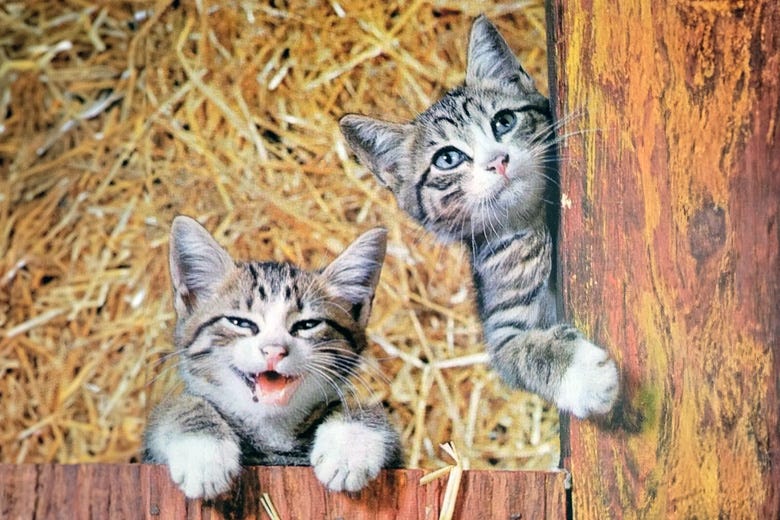 friends - Hello. This Cat.