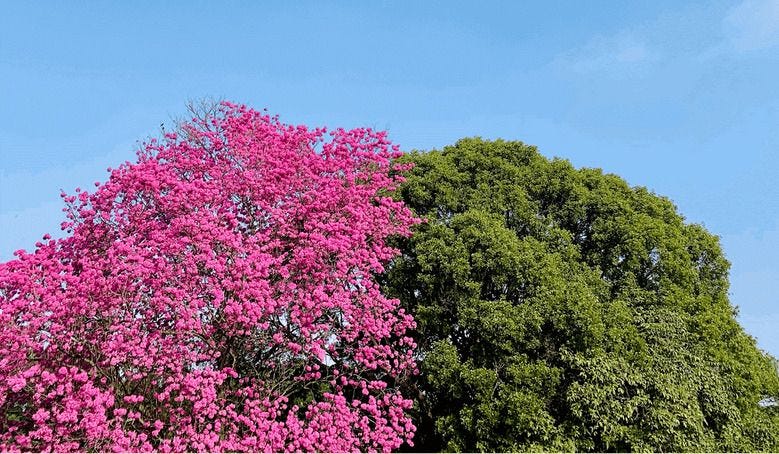 There and Back Again - Ayush’s Substack