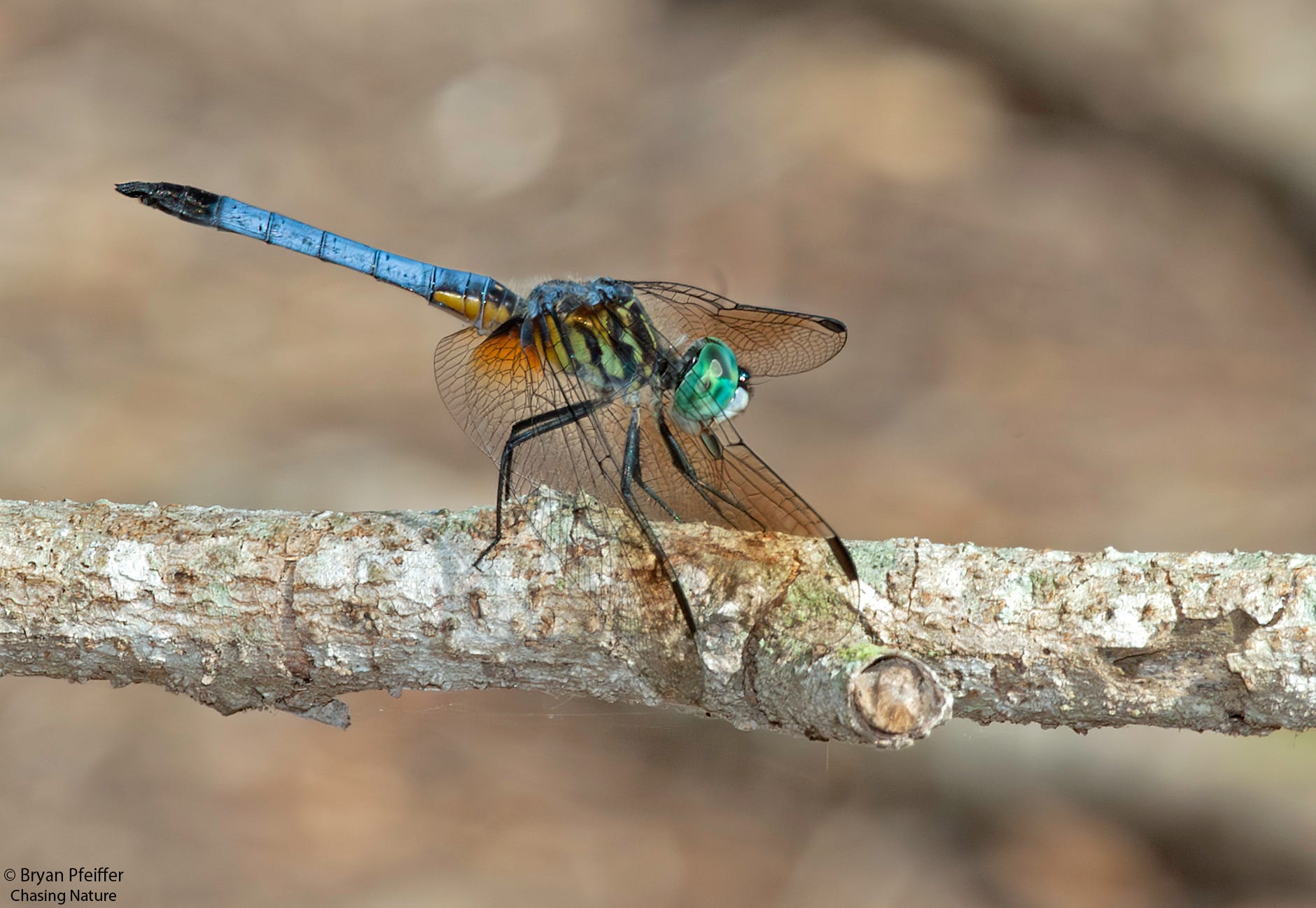 A Wild Swarm of Dragonflies - by Bryan Pfeiffer