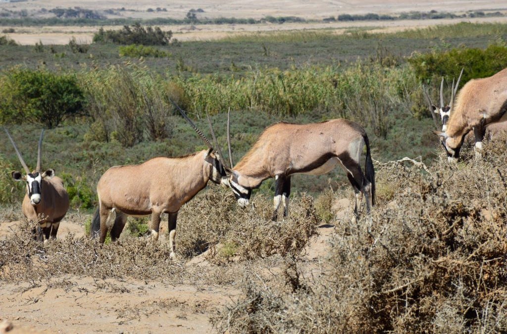 The Oryx - Namibia, Land of the Brave