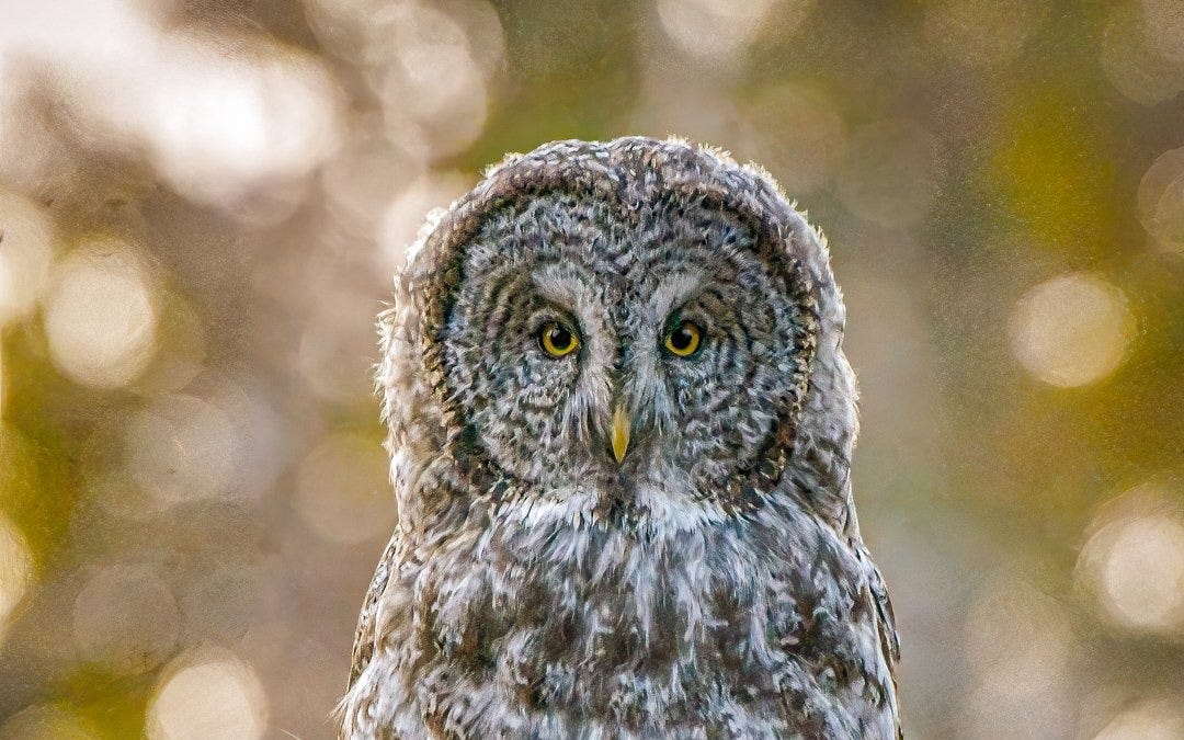 I WONDER…Why does everyone think owls are so smart?